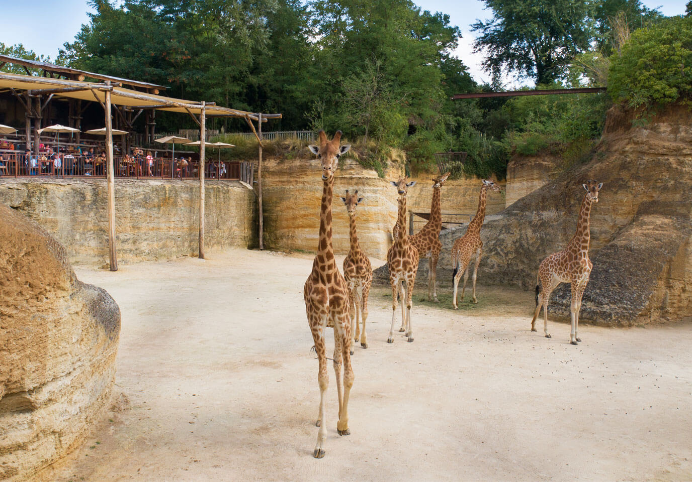 Où manger au Bioparc ? - Bioparc